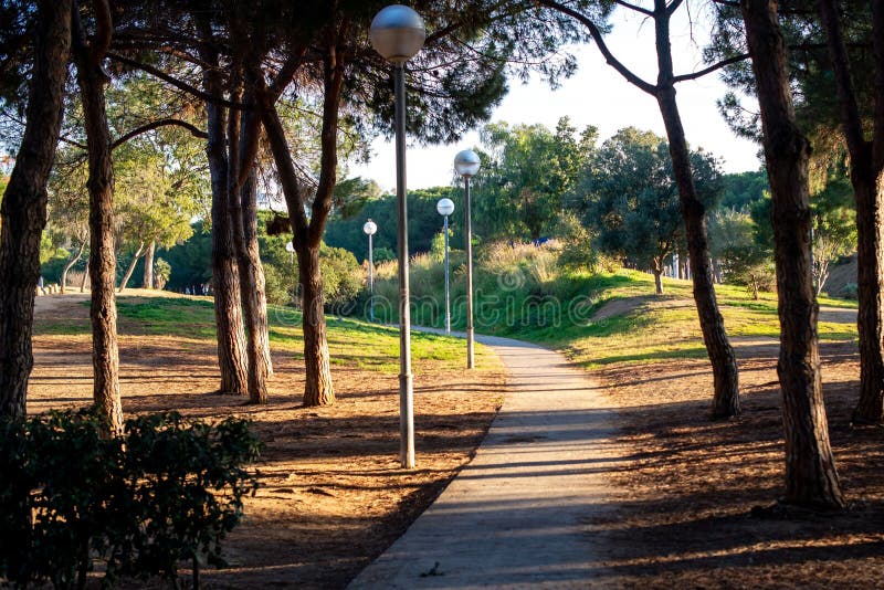 Sunny Park Path with Trees and Lamp Posts Stock Photo - Image of posts ...