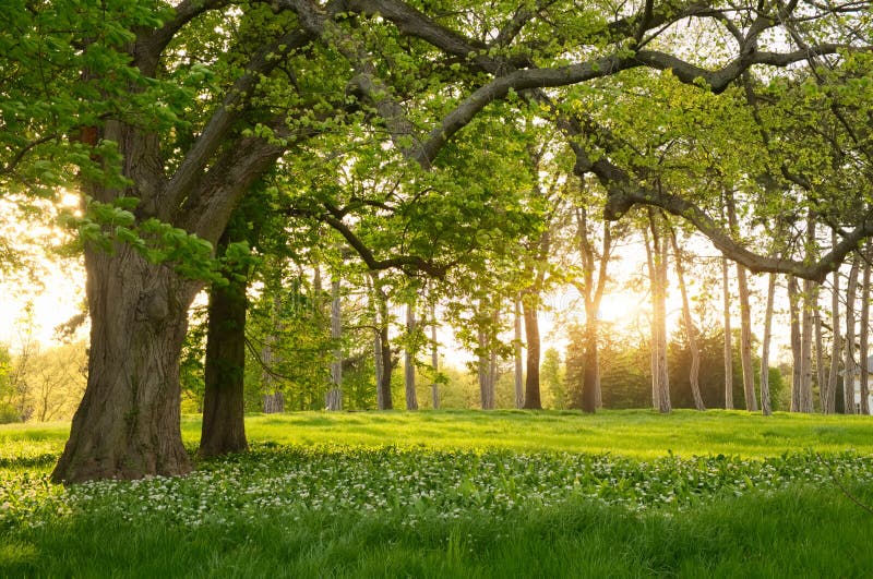 Sunny park stock image. Image of environment, calm, meadow - 123344745