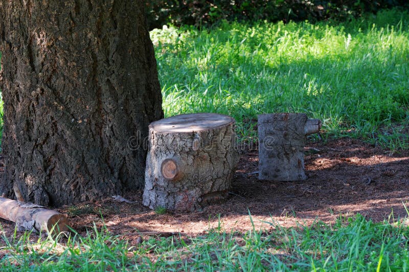 Sunny Park Tree Stump Seating Stock Photos - Free & Royalty-Free Stock ...