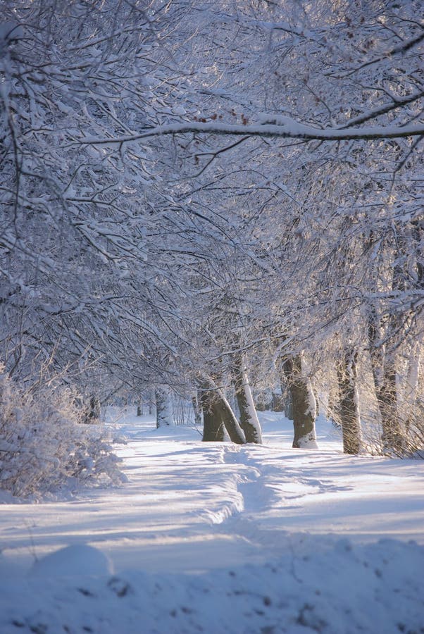 A Sunny Path in Deep White Snow Stock Image - Image of footprints, snow ...
