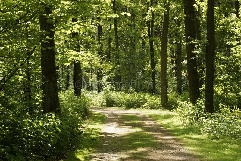 Forest path stock photo. Image of scene, beautiful, morning - 32252594
