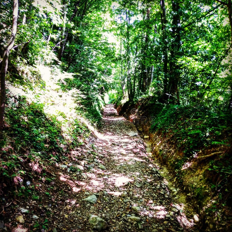 A Sunny Path in the Forest, in the Mountain of the Alps Stock Image ...