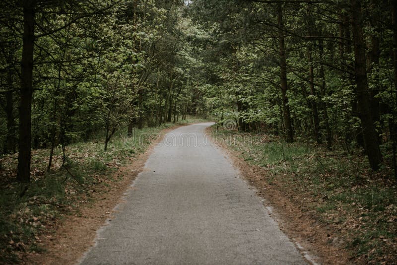 Sunny Path through a Forest in Summer Time Stock Photo - Image of ...
