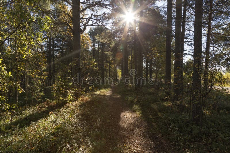 Sunny path stock photo. Image of flares, autumn, path - 59978156