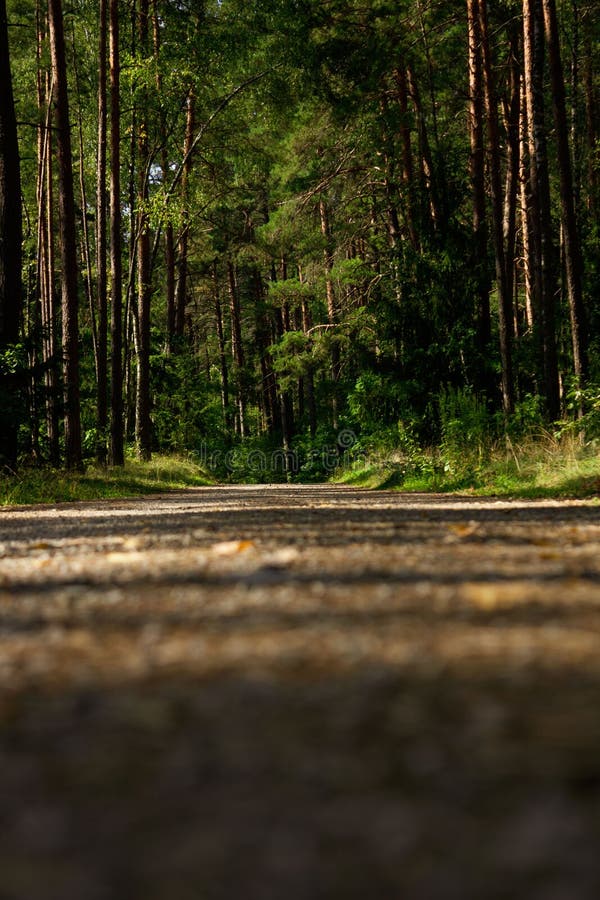Sunny Path between Forest Trees and Plants, Vertical Shot Stock Image ...