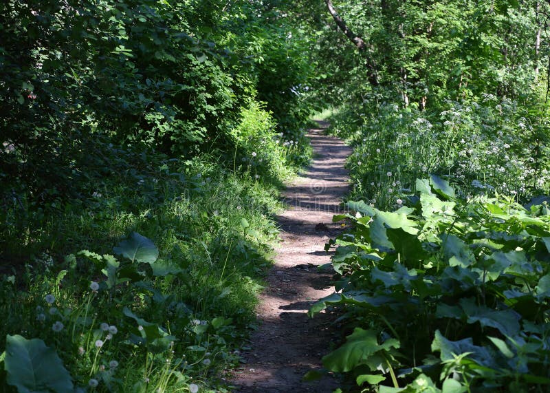 Sunny Path in the Green Thicket Stock Image - Image of garden, greenery ...