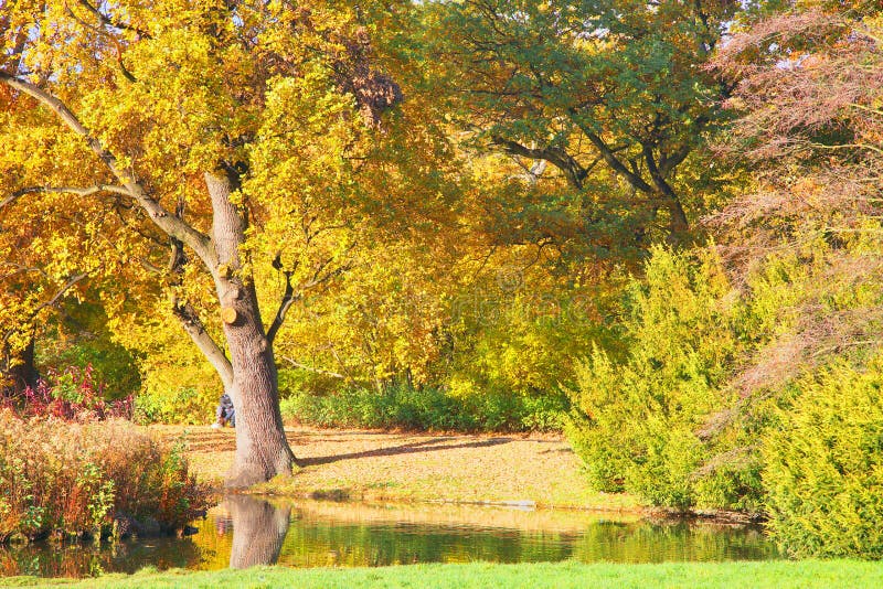 Sunny path in park stock photo. Image of beauty, park - 51415556