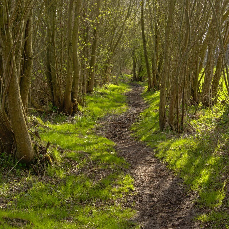 Sunny Path in a Winter Forest Stock Image - Image of leading, bright ...