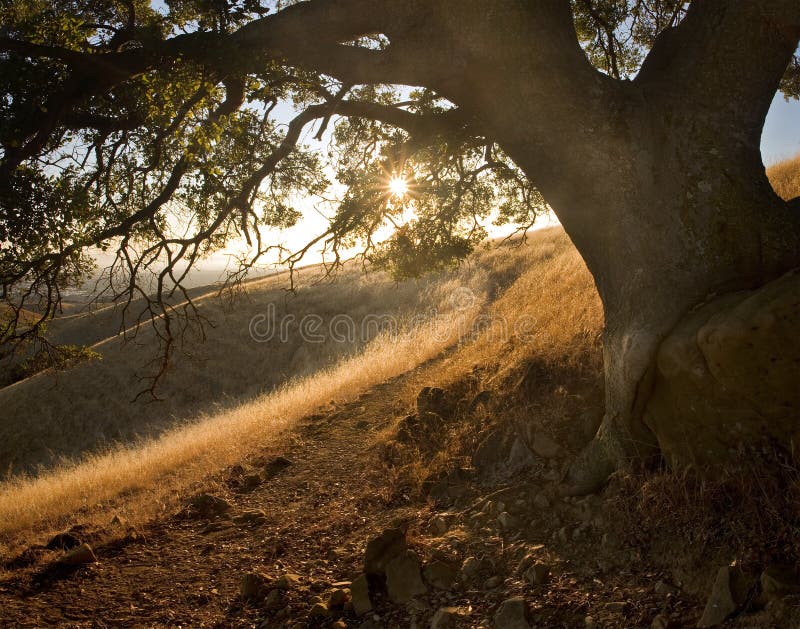 Sunny Path Under Oak on Idyllic Hillside Stock Photo - Image of flare ...