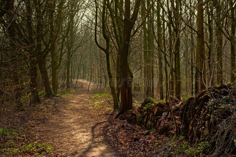 Sunny Path in a Winter Forest Stock Image - Image of leading, bright ...