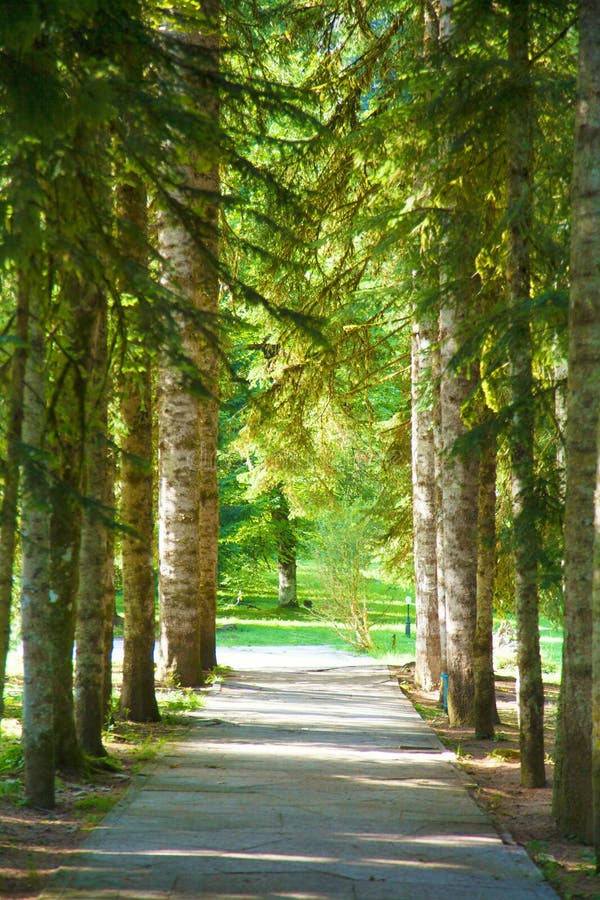 Sunny Path in the Woods among the Pines. Background Stock Photo - Image ...