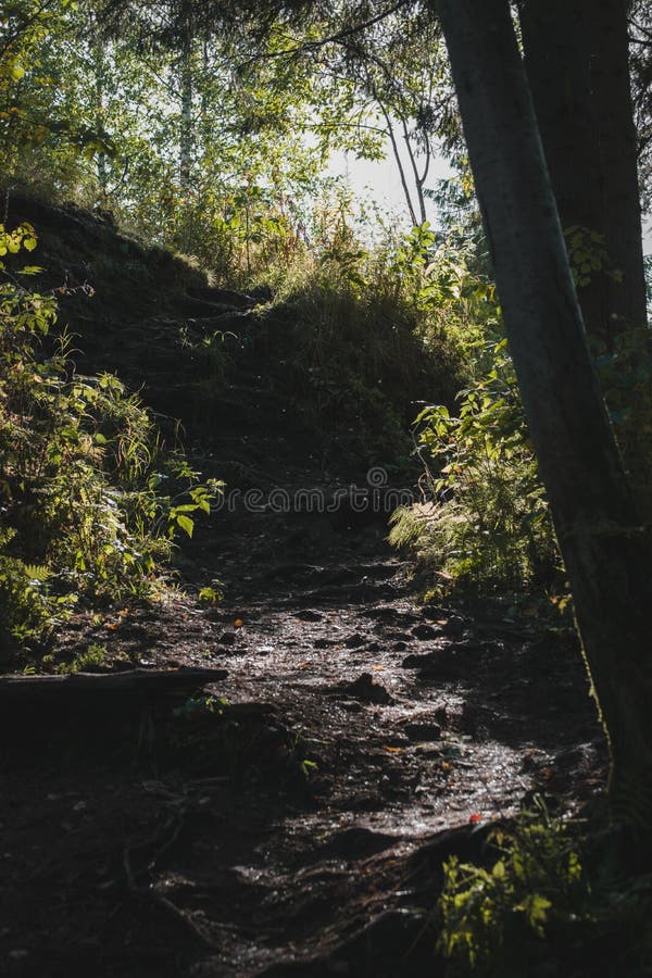 Sunny Pathway in the Forest on a Summer Day with Pine Trees Shadows ...