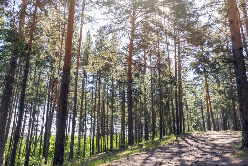Sunny Pathway in the Forest on a Summer Day with Pine Trees Shadows ...