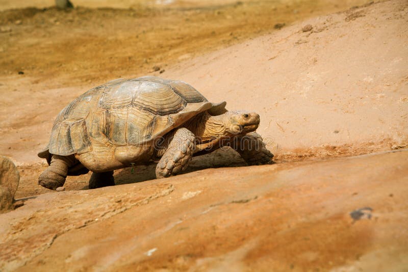 Sunny Photo of a Land Turtle Stock Image - Image of stone, giant: 241511503