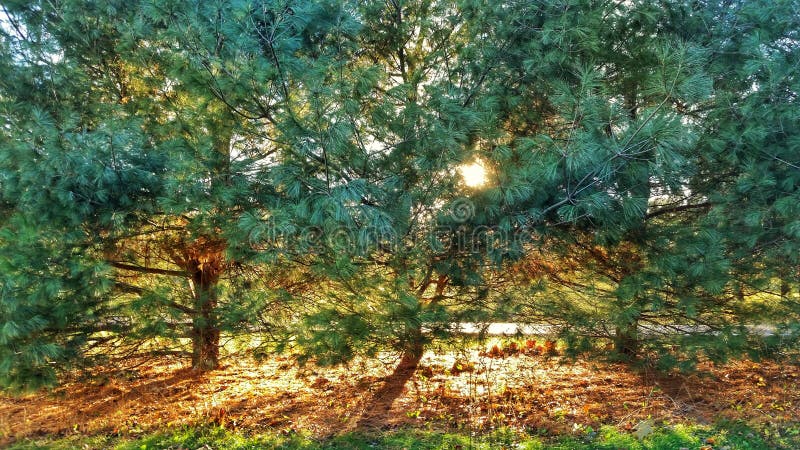 Sunny Pine Tree Back Ground Stock Image - Image of pine, forest: 104319927