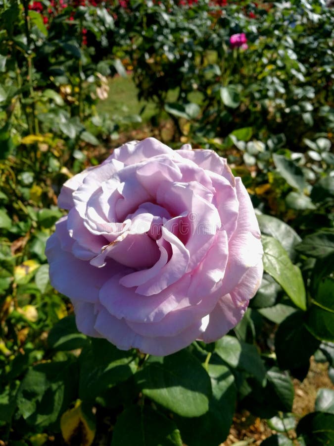 A Sunny Pink Sky with White Clouds is a Beautiful Natural Setting for a ...