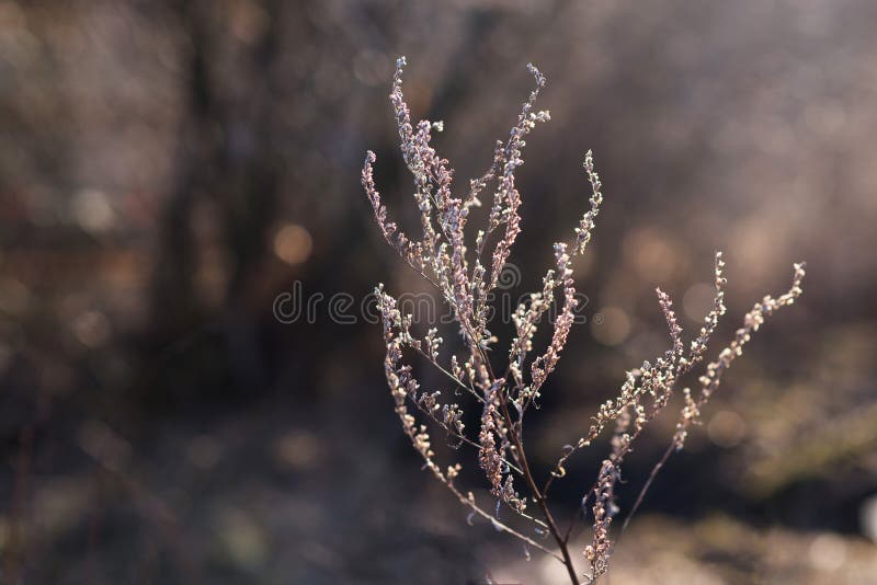 Sunny Plant at Early Spring. Hazy Sun. Nature Stock Photo - Image of ...