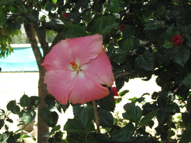 Sunny poona stock image. Image of sunny, peth, maharashtra - 122596311