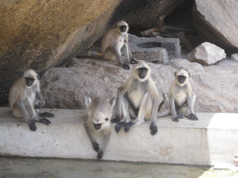 Sunny poona stock image. Image of sunny, maharashtra - 122597293