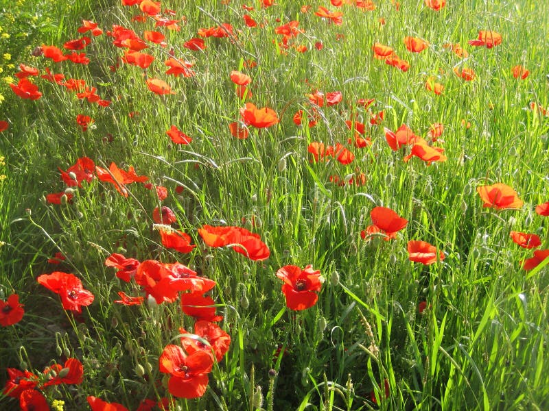 Poppies field stock photo. Image of meadows, petals, clouds - 4235188