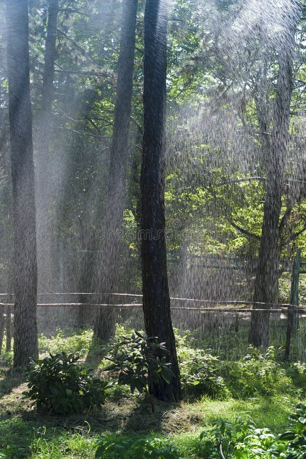Sunny rain stock photo. Image of meteorology, climate - 102085724