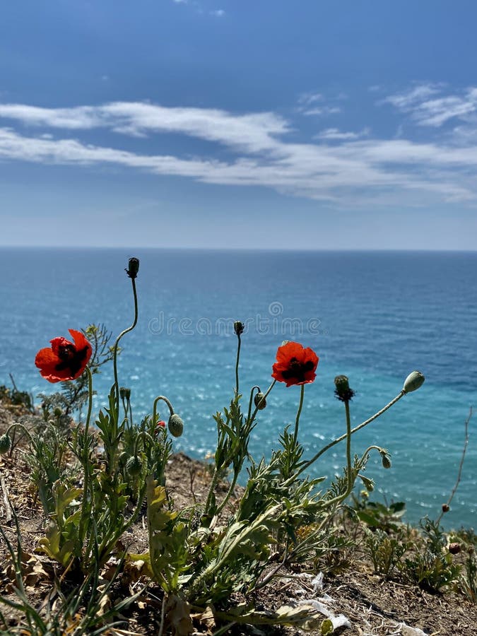 Sunny Red Flowers at the Seashore Stock Image - Image of ...