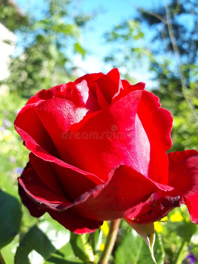 Sunny Red rose stock image. Image of summer, shrub, bouquet - 193176233