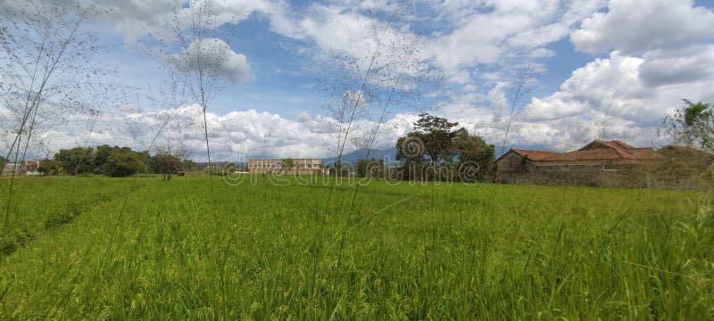 Sunny Rice field stock image. Image of grass, plant - 263590315