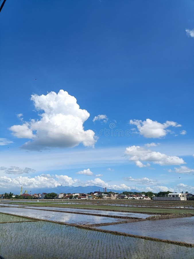 Sunny rice field stock photo. Image of plain, rice, reflection - 271917180