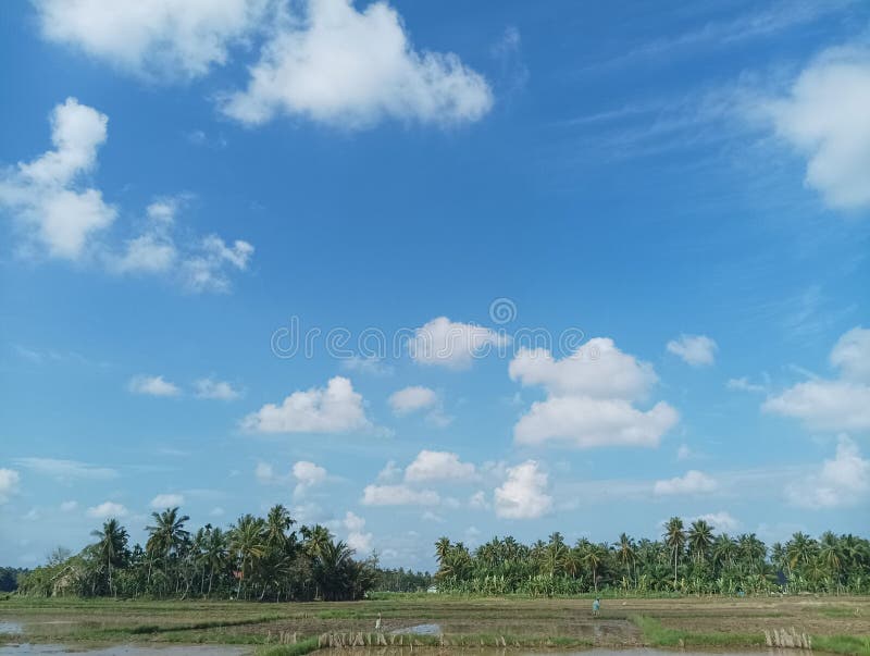 Sunny Rice Paddy Landscape Under a Vibrant Blue Sky Stock Image - Image ...