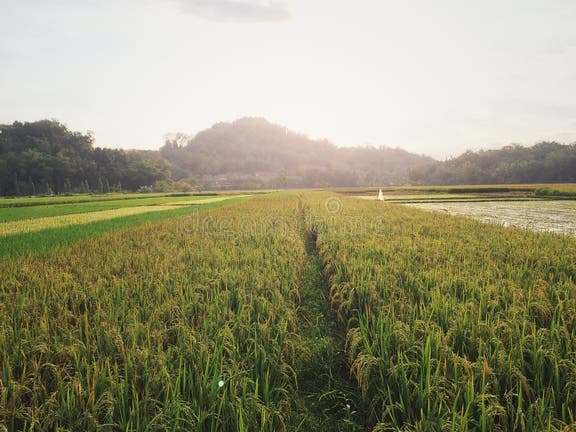 Sunny ricefield stock image. Image of rice, tree, sunny - 93317231