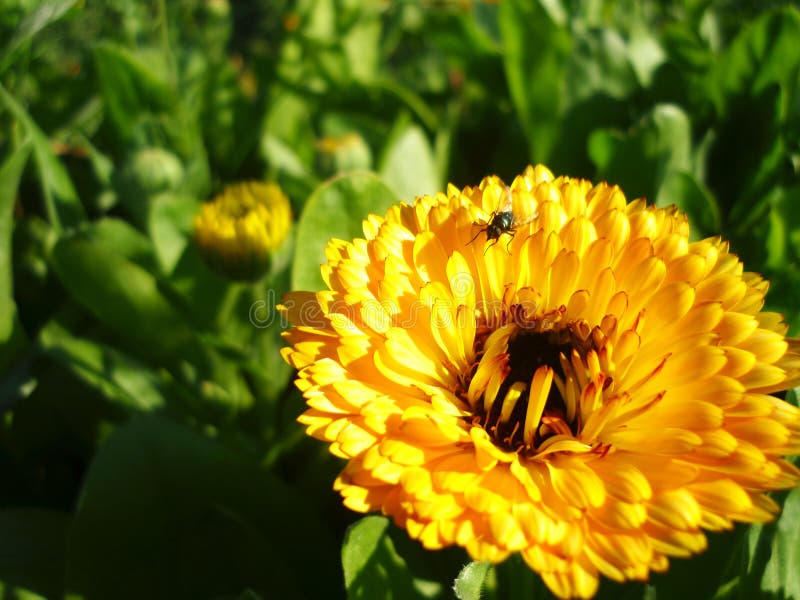 Sunny stock photo. Image of flower, summer, green, floral - 64972330