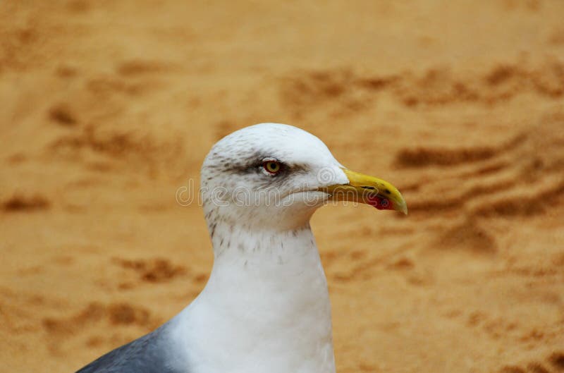 Sunny Scenery of a Beautiful Gull on a Sandy Beach Stock Image - Image ...
