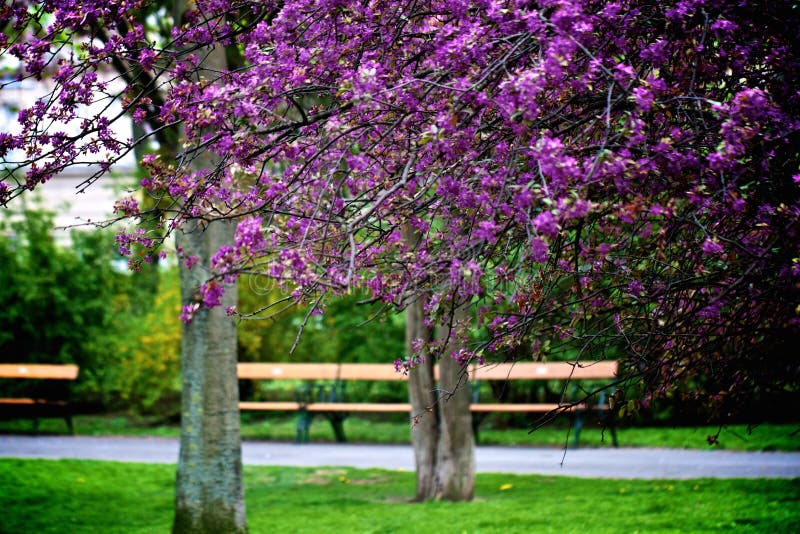 Sunny Scenery of a Beautiful Tree with Pink Flowers Growing on it Stock ...