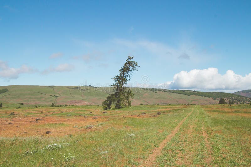 Sunny Scenery of a Big Grassland with a Single Tree Near the Road Stock ...