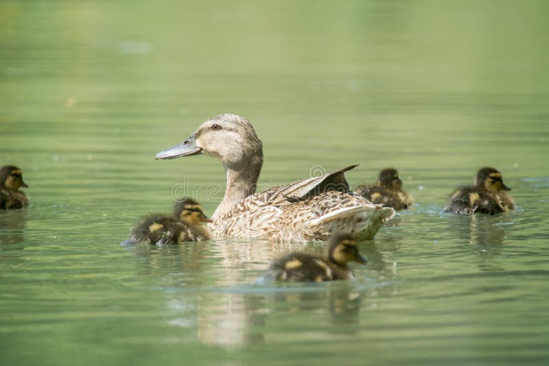 Sunny Scenery of Ducks Family in a Lake Stock Photo - Image of family ...