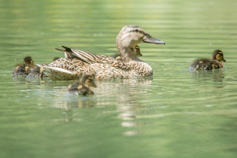 Sunny Scenery of Ducks Family in a Lake Stock Photo - Image of ...