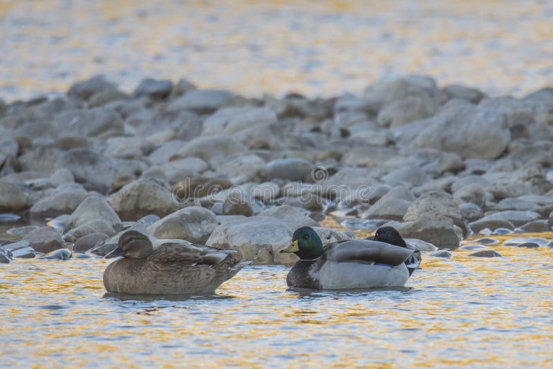 Sunny Scenery of Ducks Family in a Lake Stock Photo - Image of bird ...