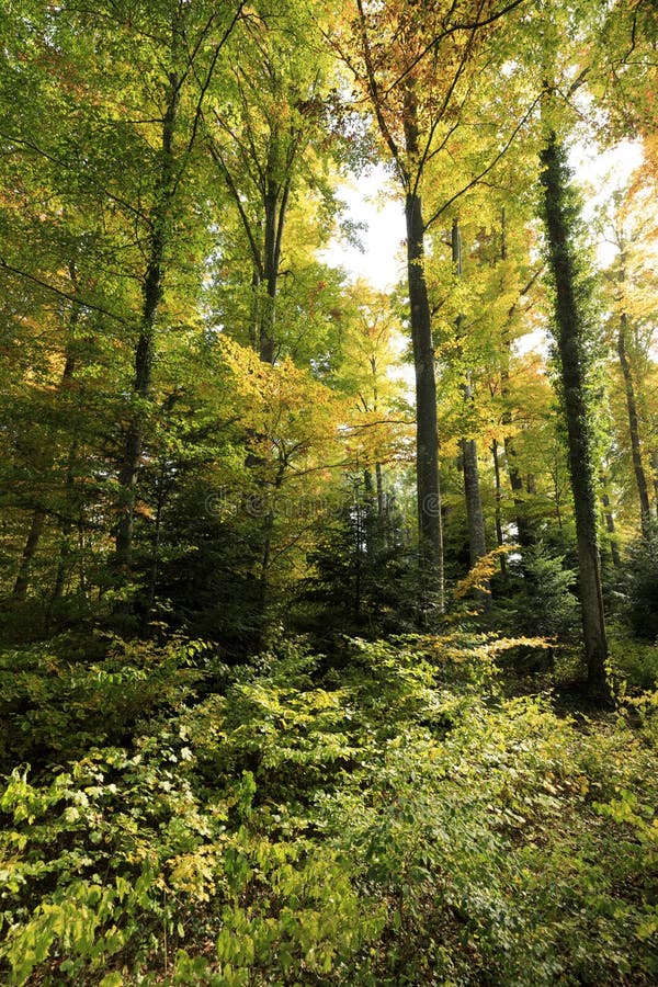 Sunny Scenery of a Forest Landscape with Lots Od Green-leaved Trees ...