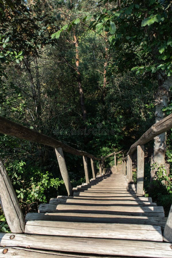 Sunny Scenery of a Pathway in the Forest Stock Photo - Image of ...