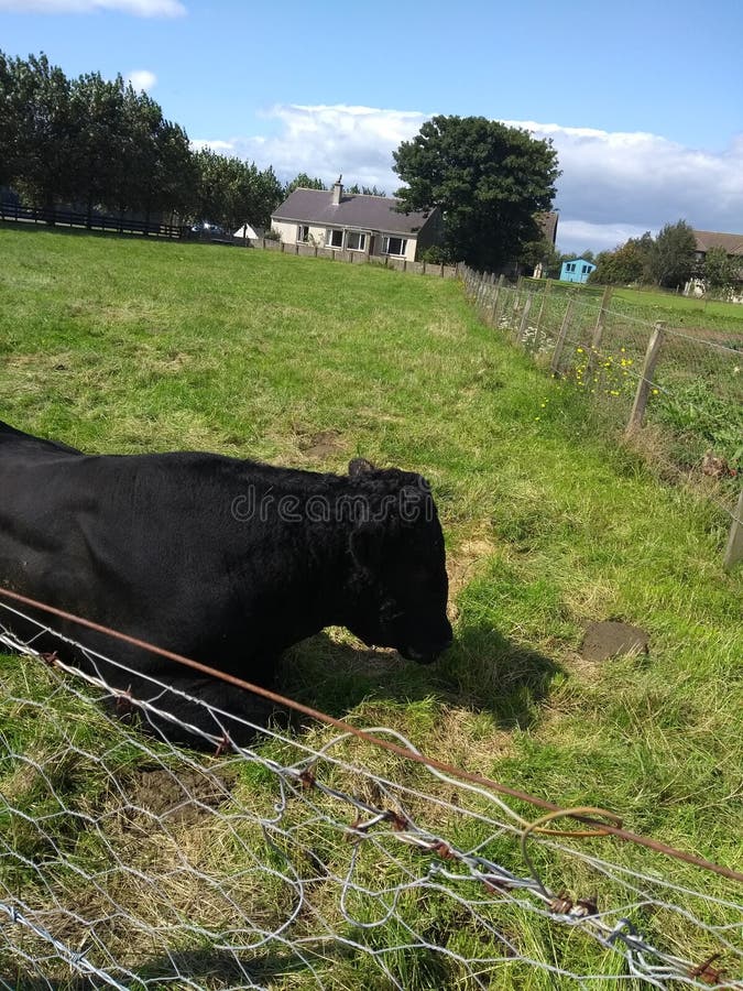 Sunny Scottish Scotland Cow Farm only Cow Left Stock Photo - Image of ...