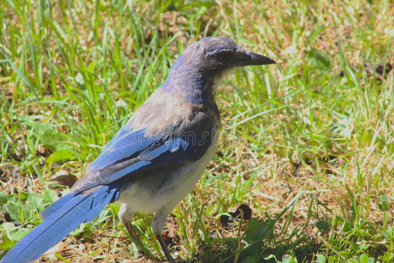 Sunny Blue Grey Scrub Jay stock photo. Image of backyard - 301482928