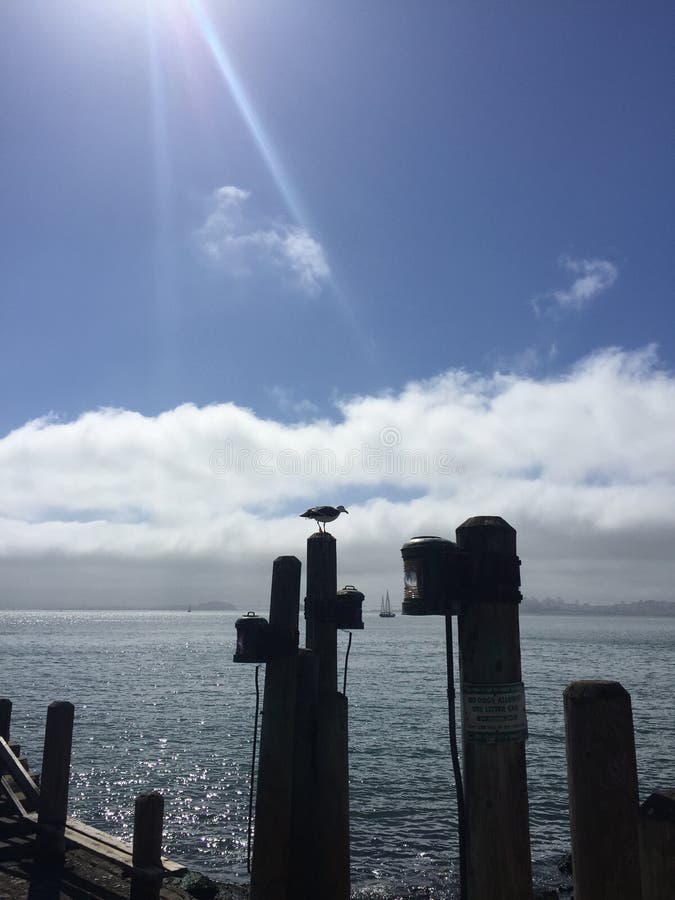 Sunny Seagull Chilling stock image. Image of boat, chilling - 147231225