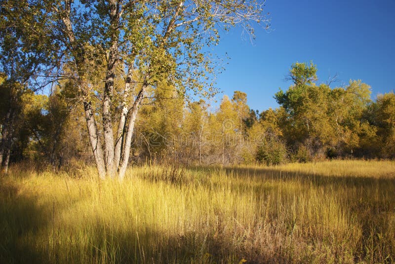 Sunny and Secluded Meadow stock image. Image of cheerful - 11059161