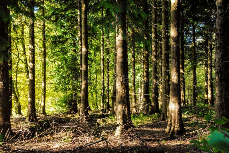 Sunny shadows stock photo. Image of shadows, autumn, sunny - 88886402