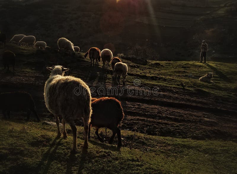 Sunny sheep stock image. Image of sunny, sheeps, sheep - 108830091