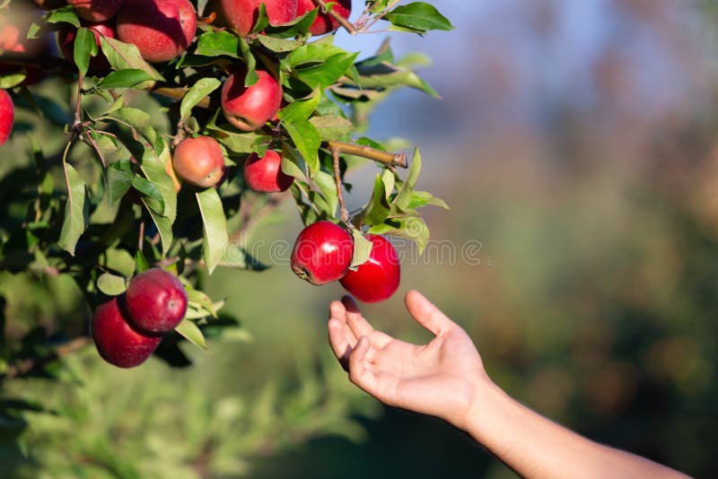 Hand Reaching For Apple