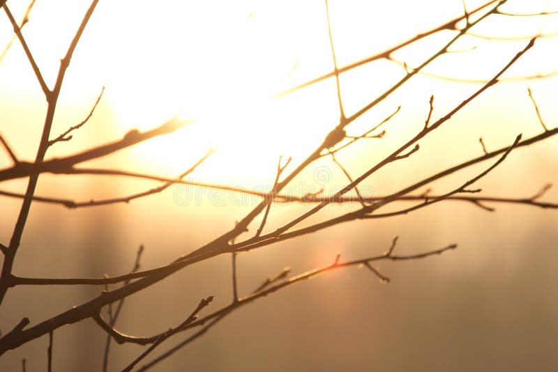 Limbs, zoom stock photo. Image of bark, boughs, skies - 118380128