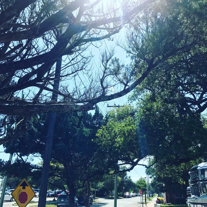 A Sidewalk With Trees On The Two Sides Stock Image - Image of foliage ...