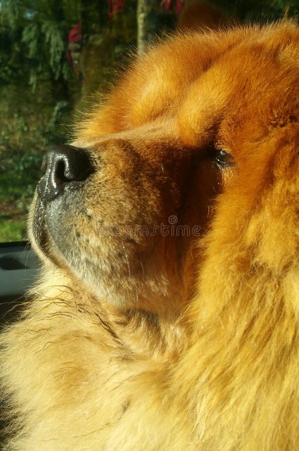 Sunny Simba Stock Photos - Free & Royalty-Free Stock Photos from Dreamstime